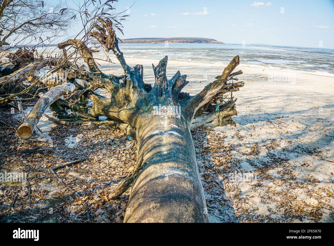Fallen tree on the shore of a reservoir Stock Photo - Alamy