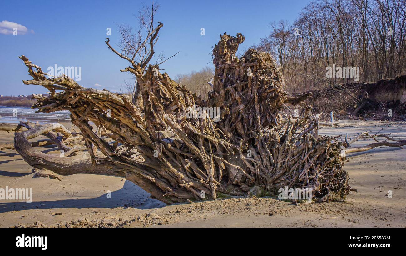 Root system of a fallen tree on the beach Stock Photo - Alamy