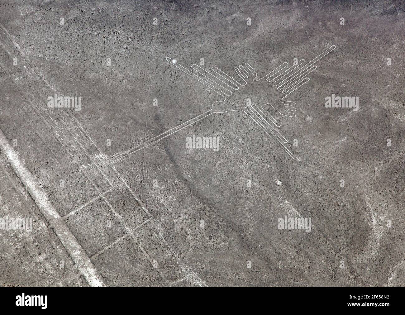 Hummingbird geoglyph black and white colored, Nazca mysterious lines ...