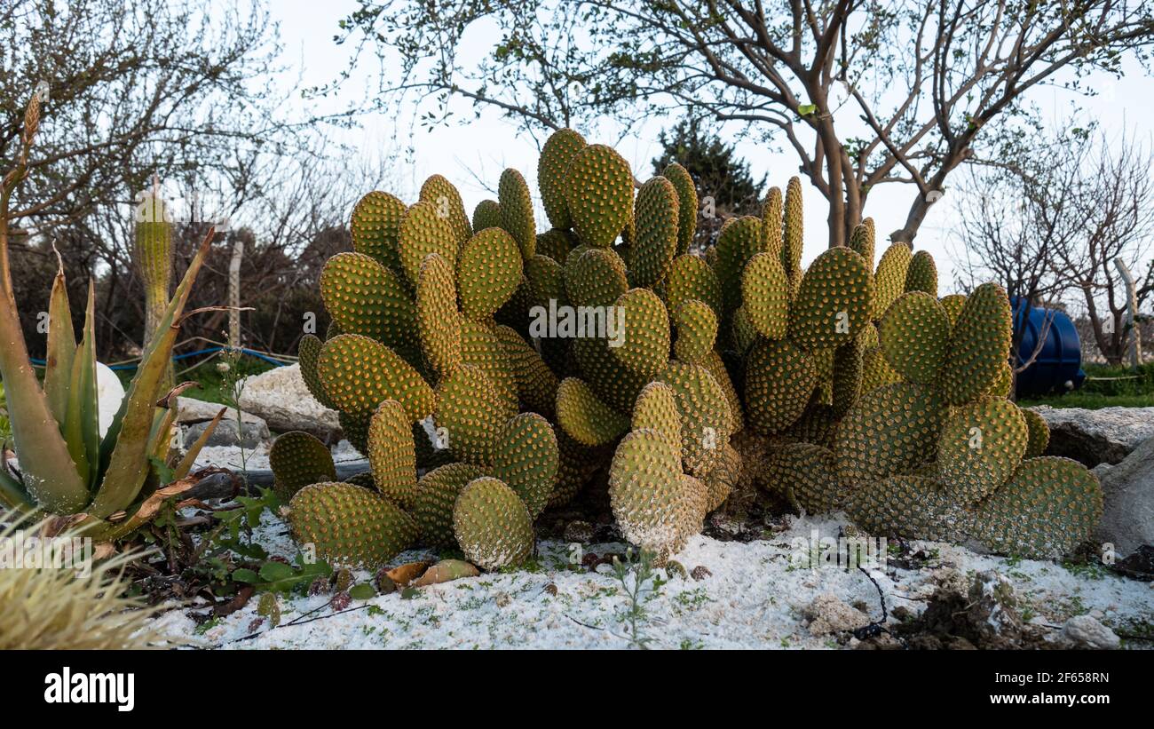 Botany cactaceae angels wings hi-res stock photography and images - Alamy