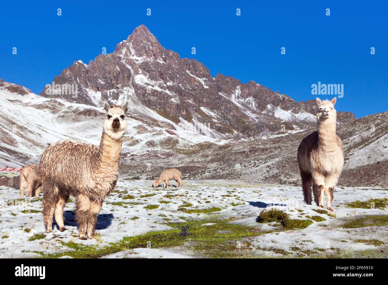 llama or lama, group of lamas on pastureland, Andes mountains, Peru ...