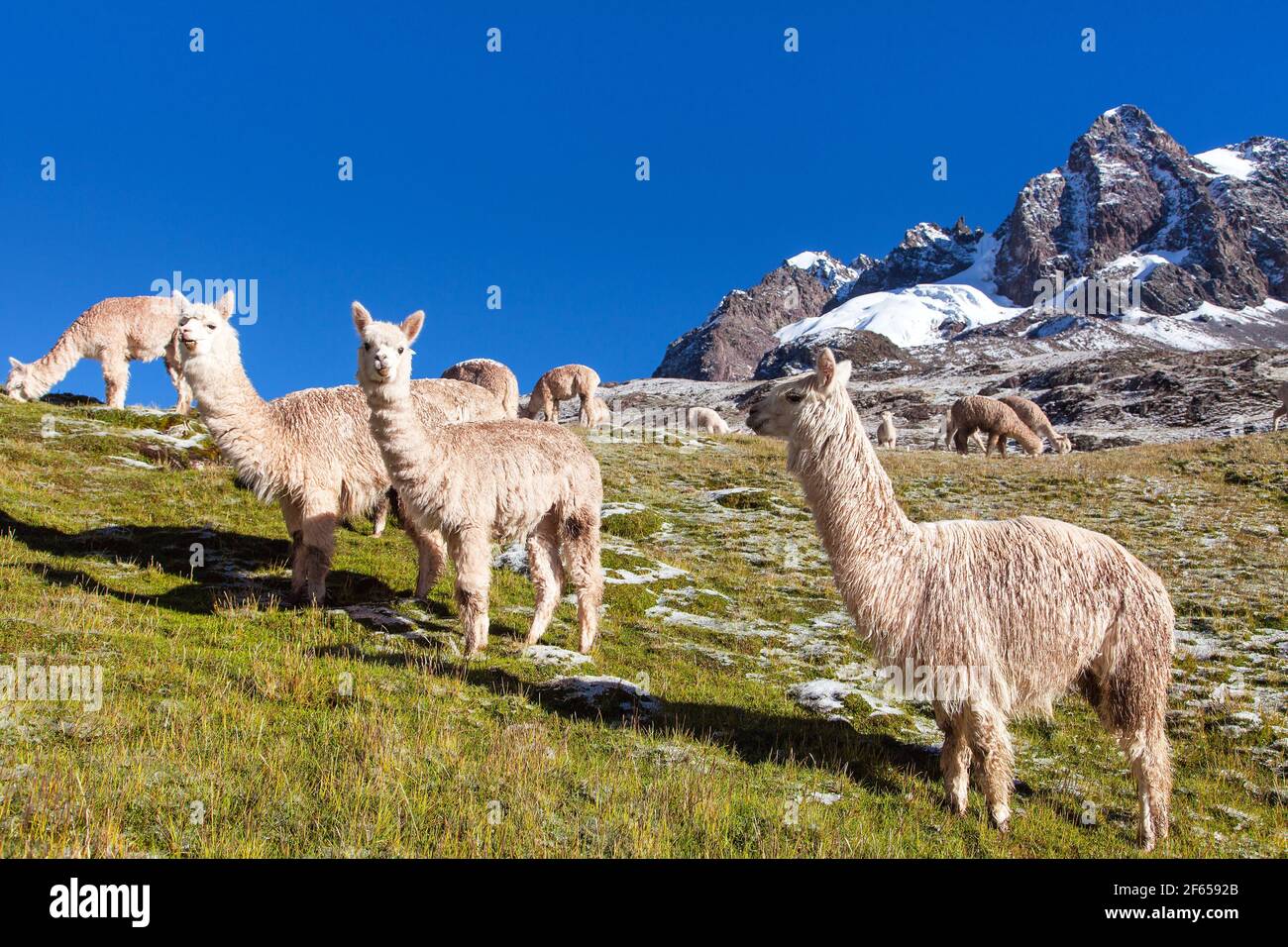llama or lama, group of lamas on pastureland, Andes mountains, Peru ...