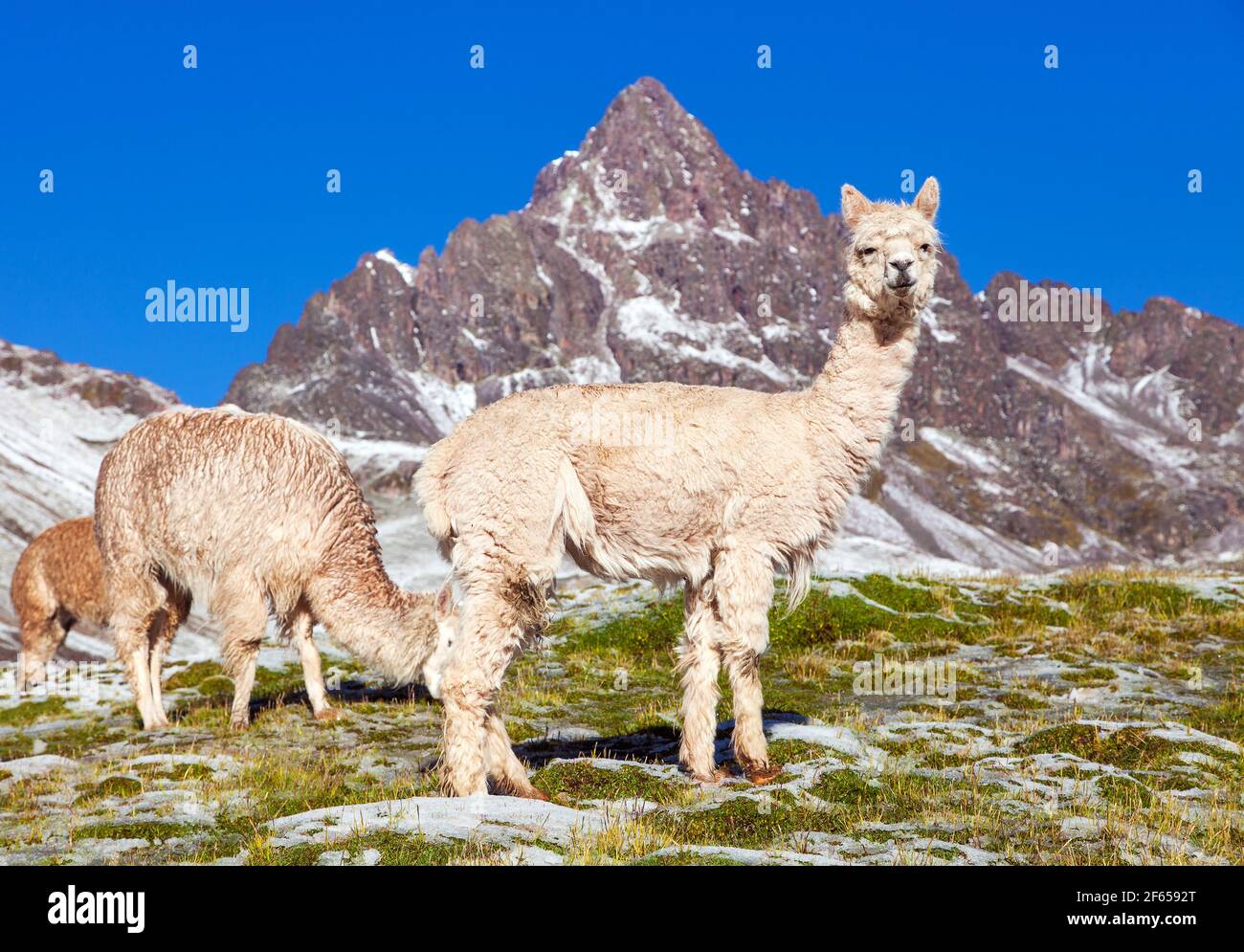 llama or lama, group of lamas on pastureland, Andes mountains, Peru ...