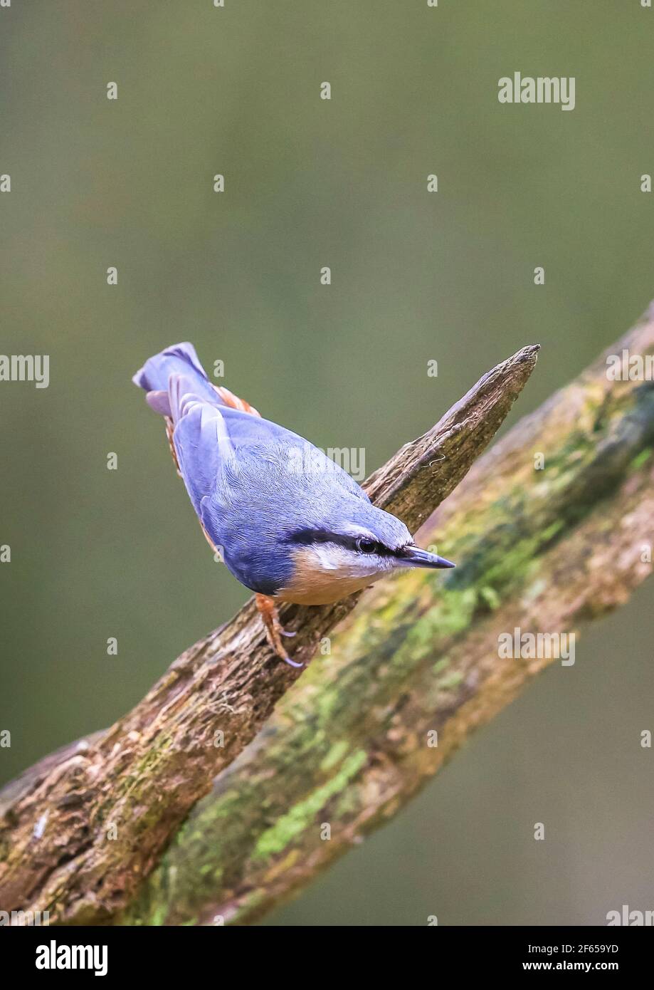 Leighton moss rspb reserve hi-res stock photography and images - Alamy