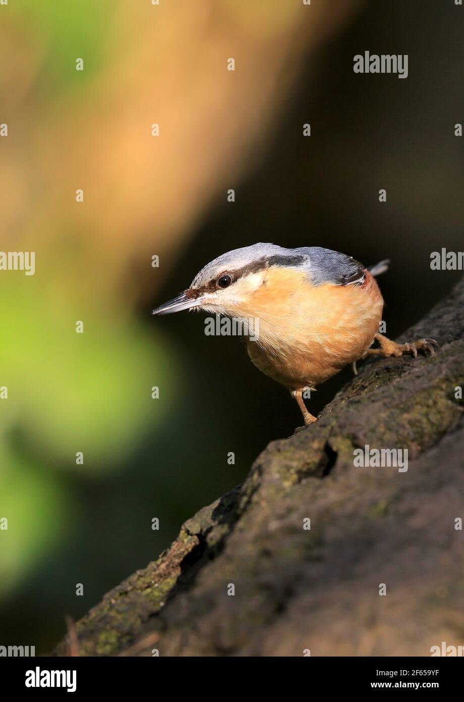 Leighton moss rspb reserve hi-res stock photography and images - Alamy