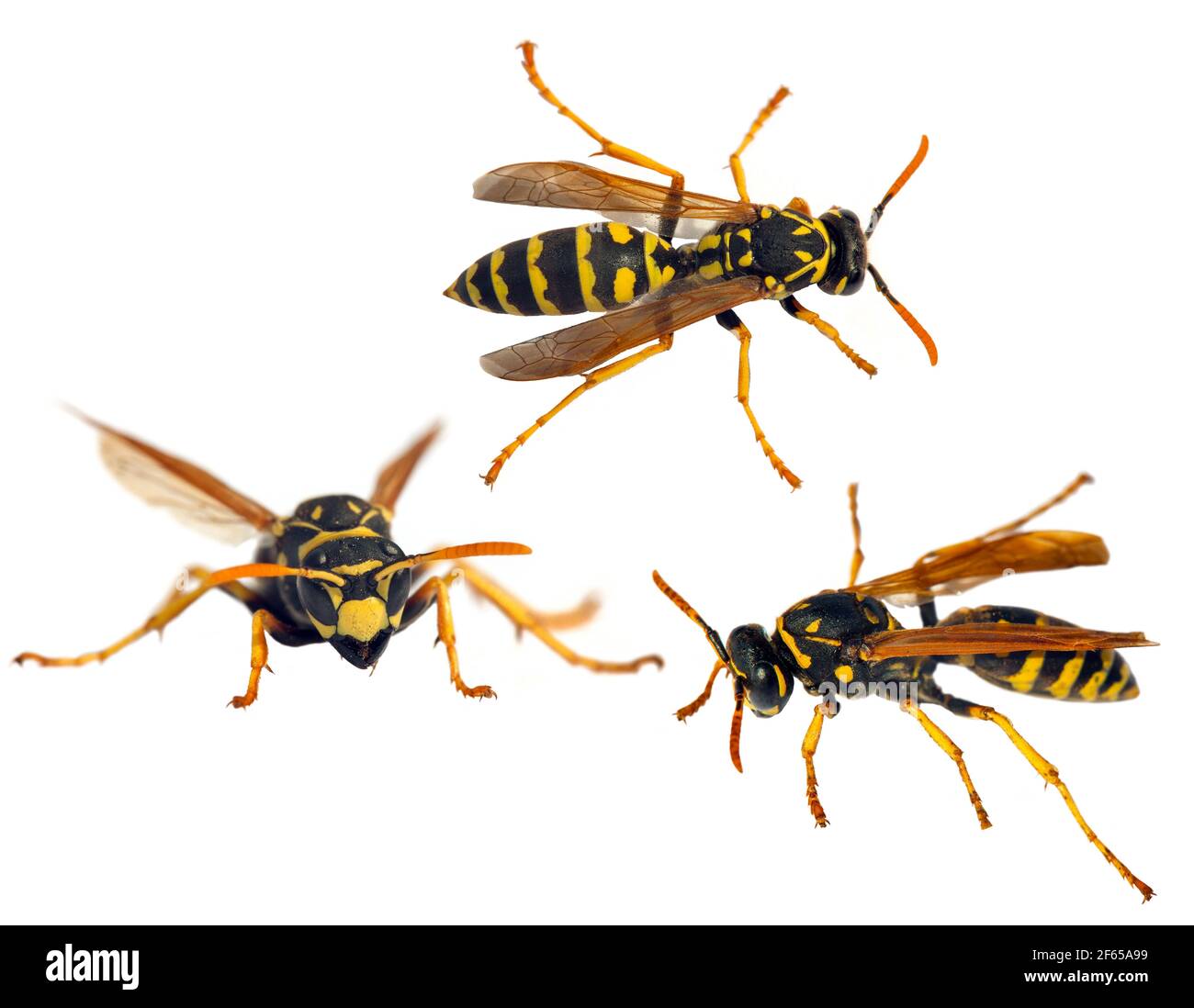 Set of three European wasp German wasp or German yellow jacket isolated ...