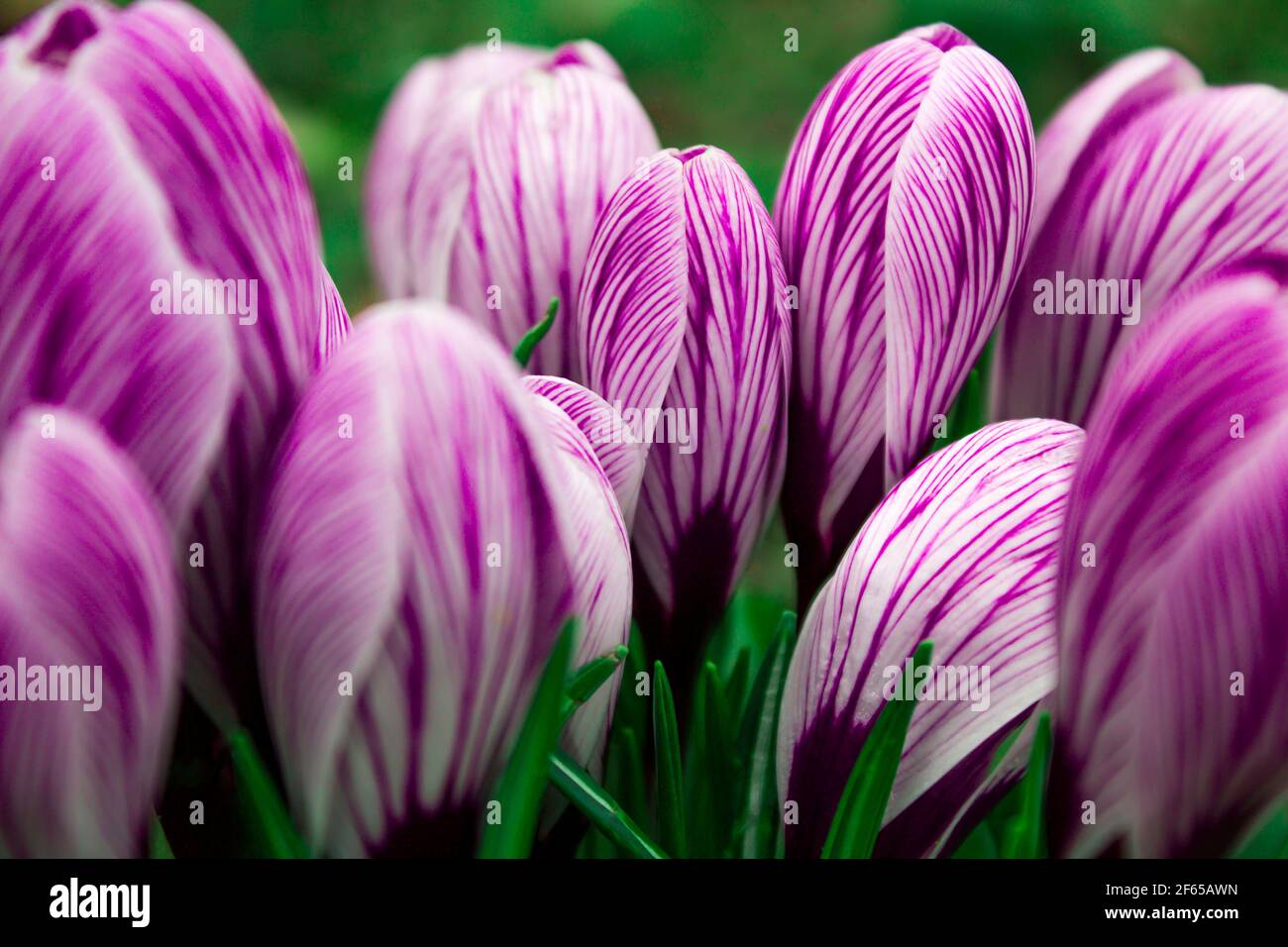purple crocus spring flowers Stock Photo - Alamy