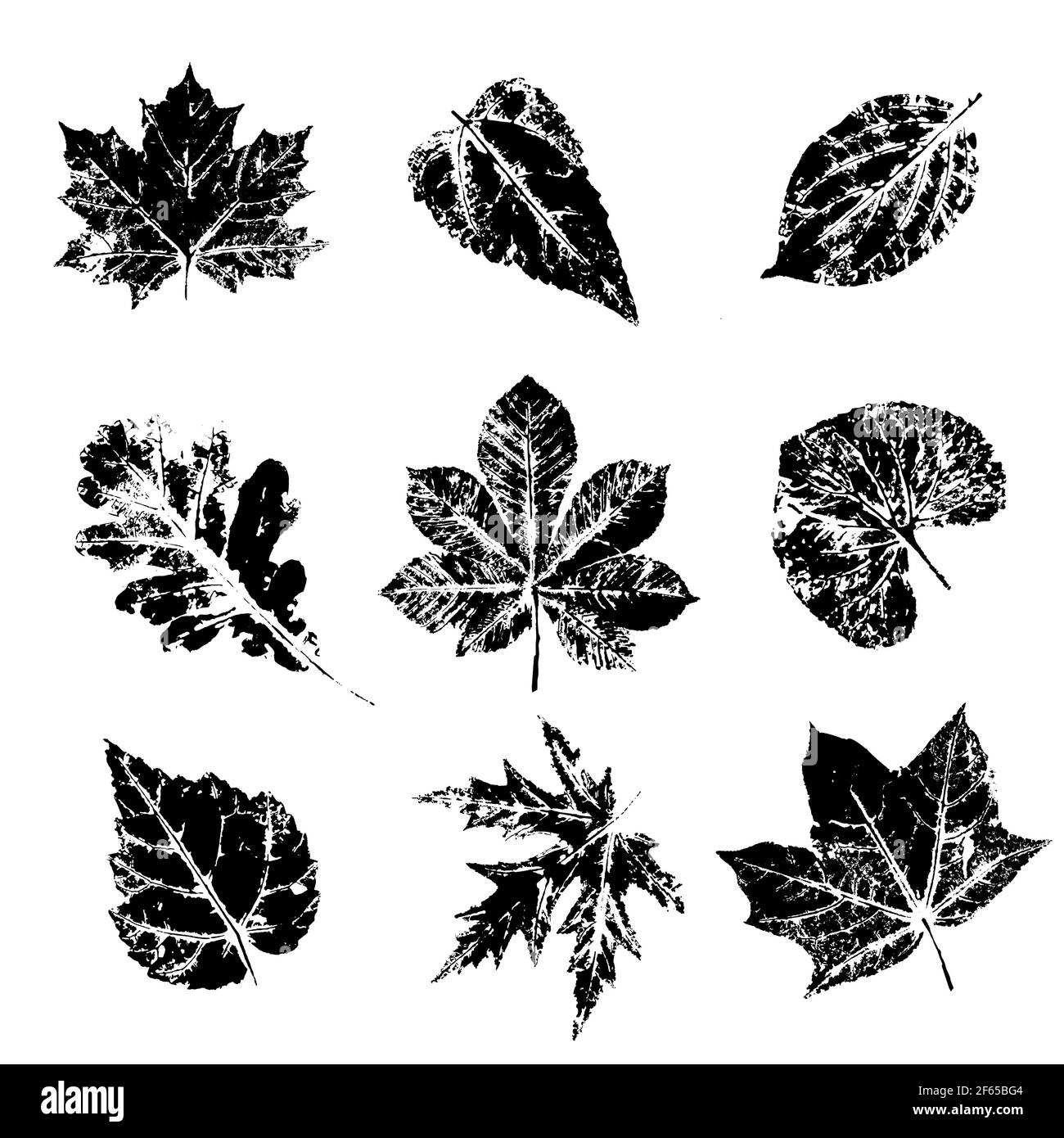 Ink print leaves. Black ink prints of leaves of trees and bushes Stock ...