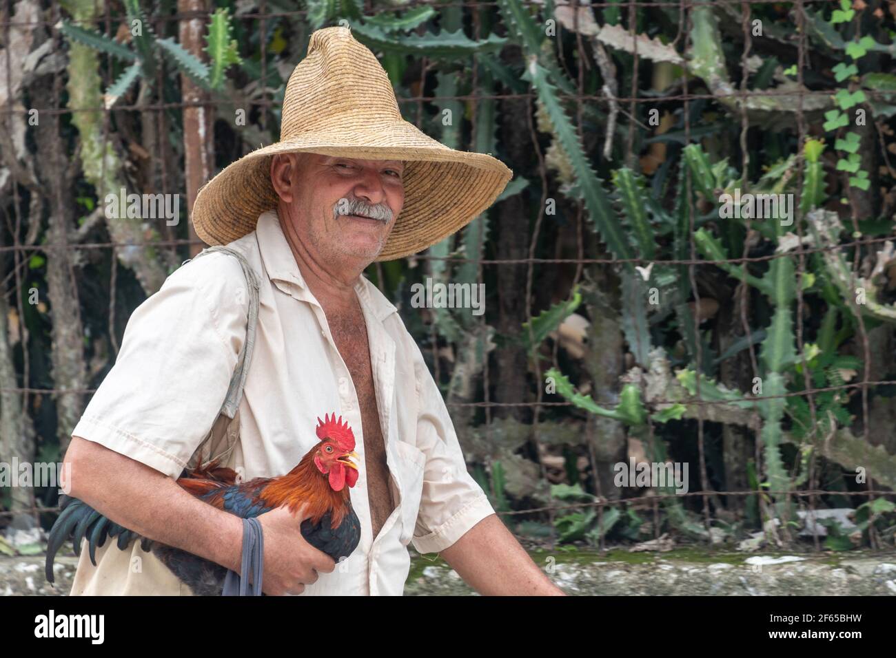 Cuban man rooster hi-res stock photography and images - Alamy