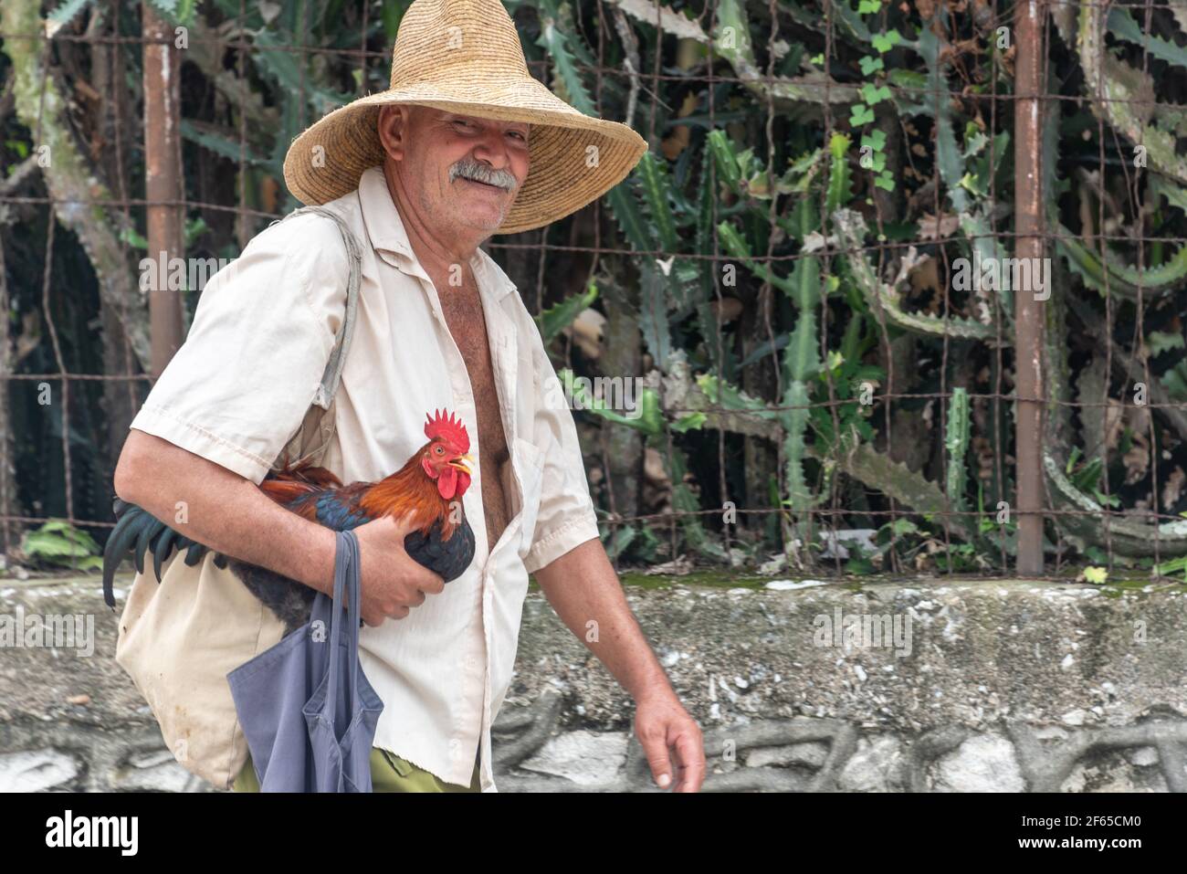Cuban man with rooster bird, Santa Clara, Villa Clara, Cuba Stock Photo ...