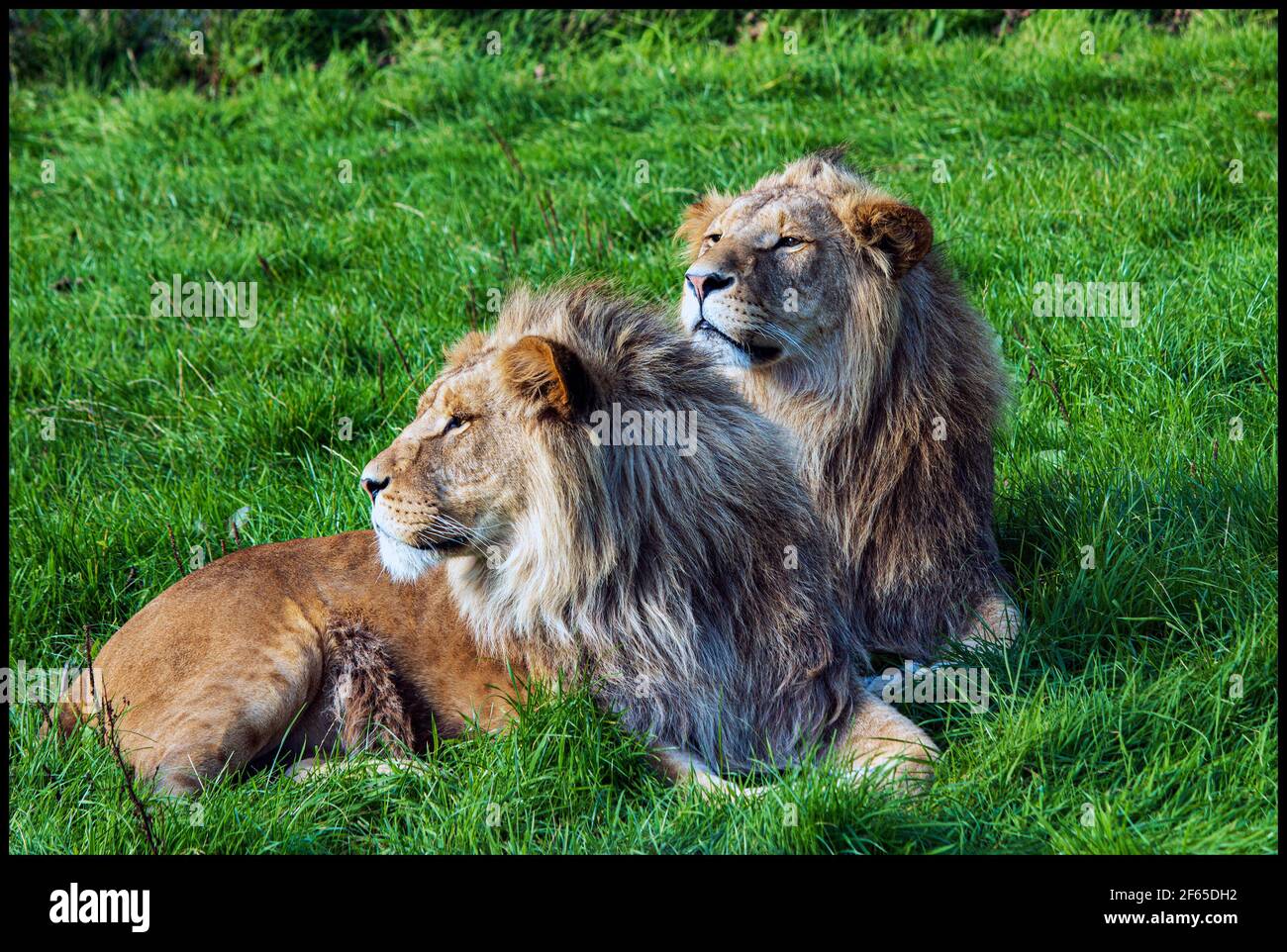 Just chilling hi-res stock photography and images - Alamy