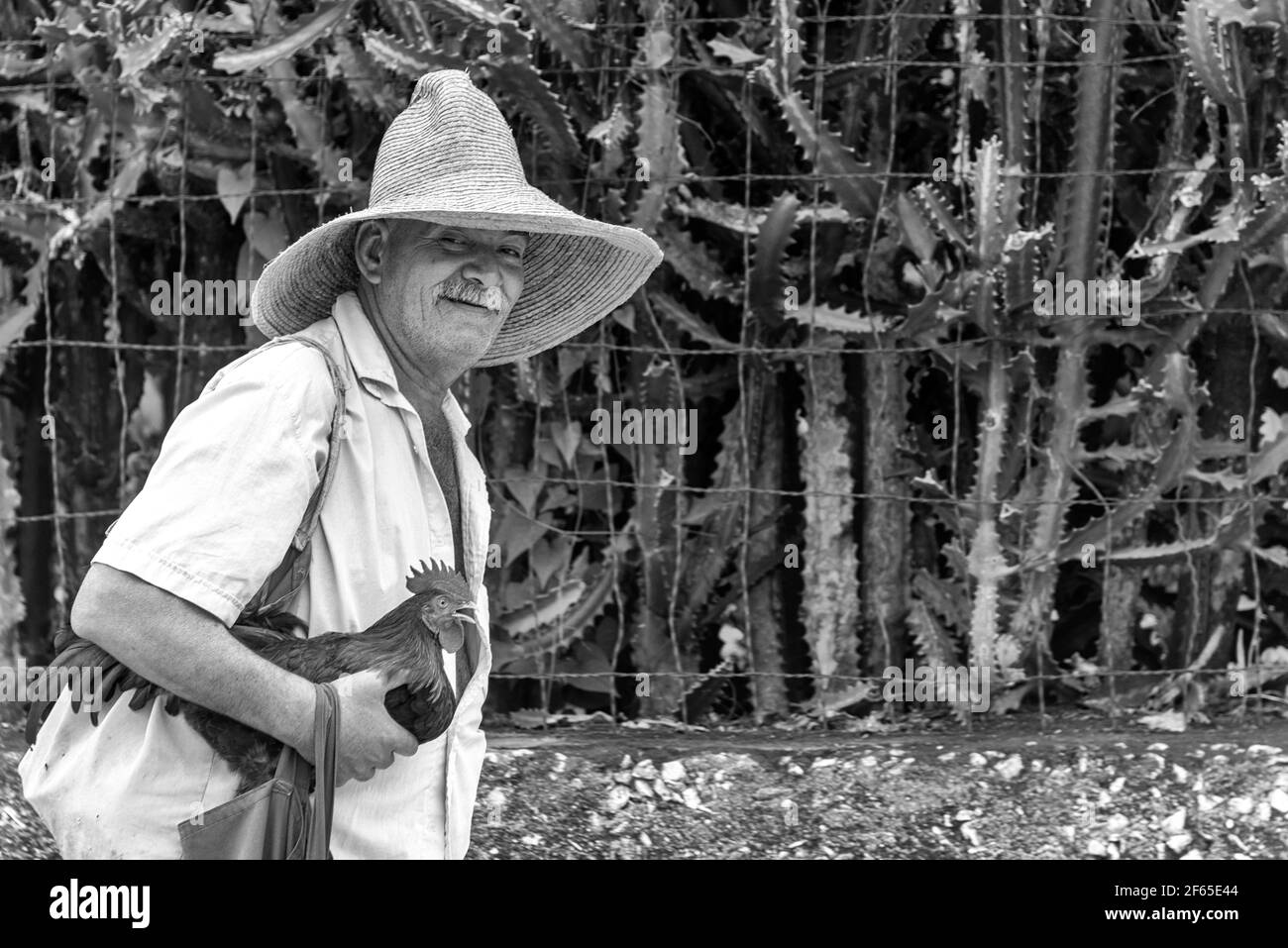 Cuban man rooster hi-res stock photography and images - Alamy