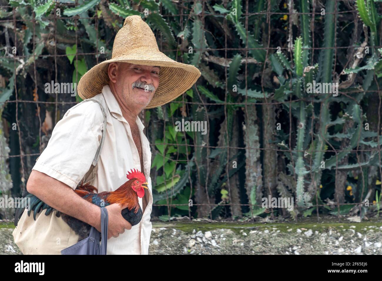 Cuban man rooster hi-res stock photography and images - Alamy