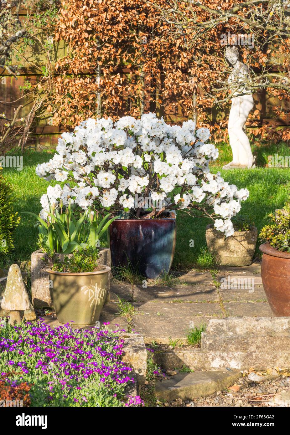 Evergreen rhododendron shrub Snow Lady, from Cilatum x Leucaspis, in a ...