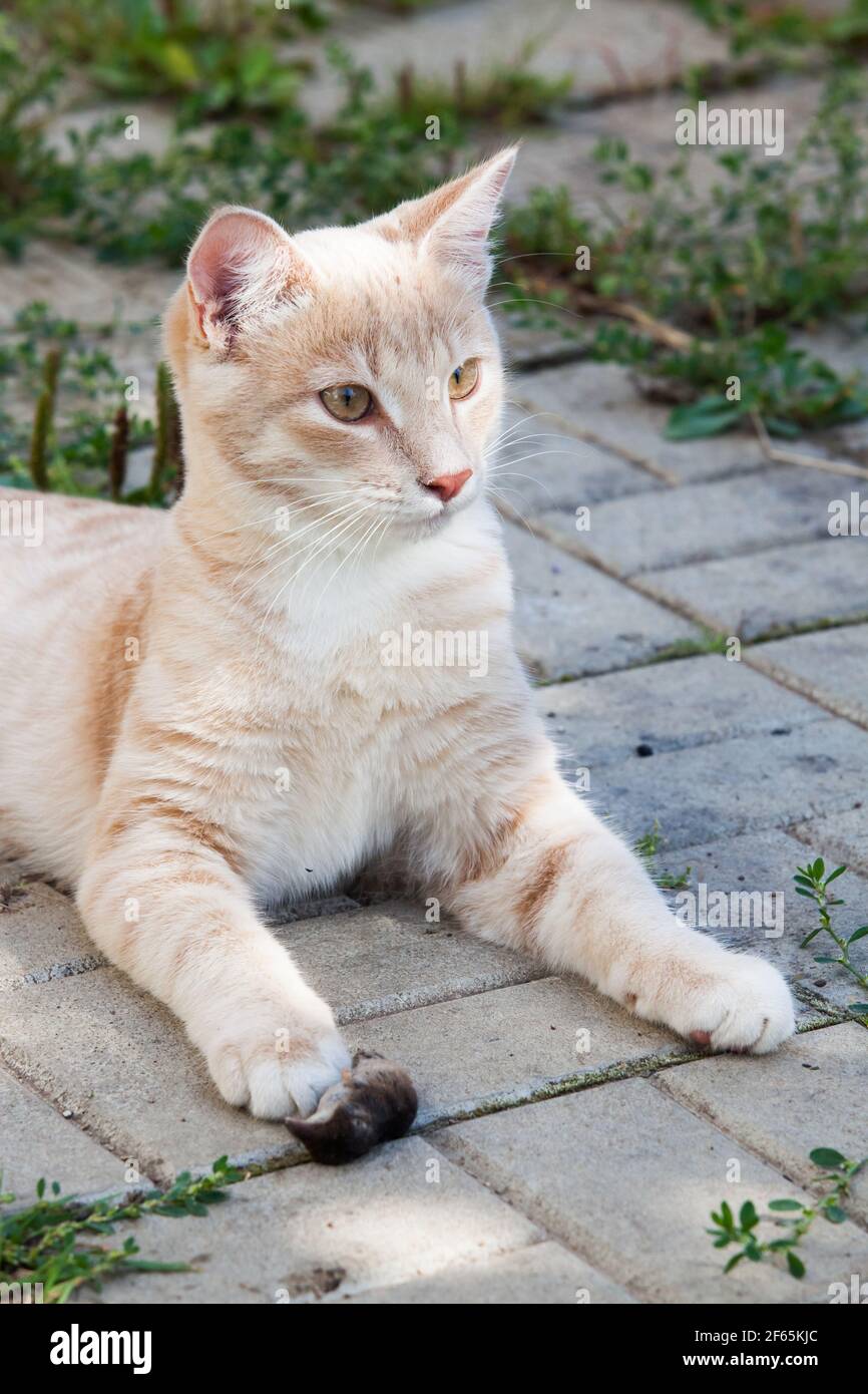 Summer country life of domestic ginger cat. Kitten caught grey shrew ...