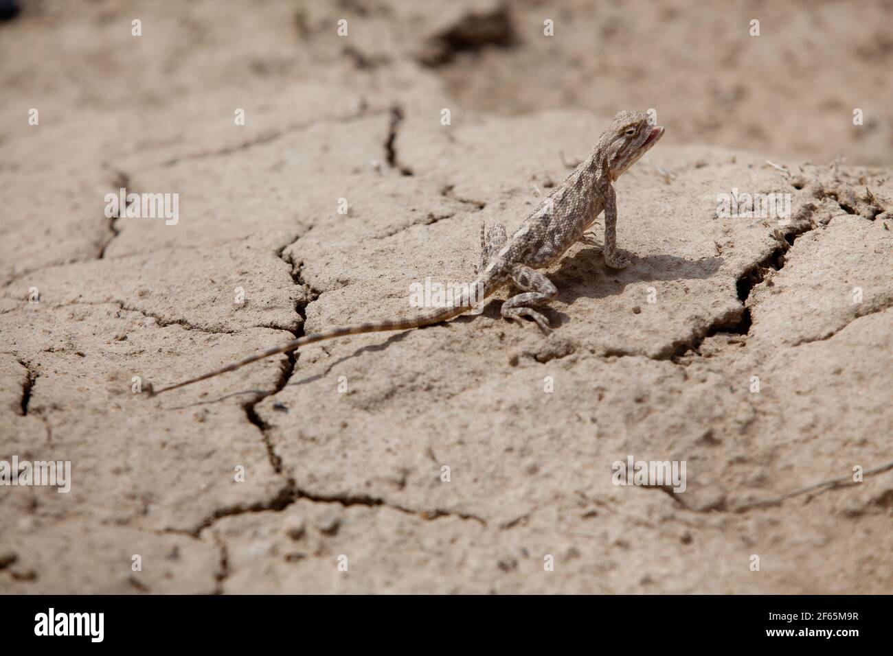 Varanus griseus hi-res stock photography and images - Alamy