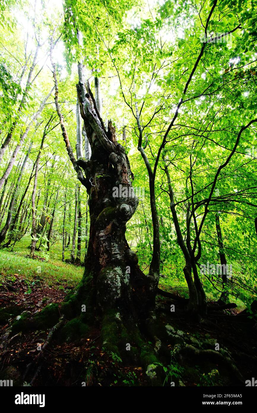 Big tree at Plitvicer lakes in Croatia Stock Photo - Alamy