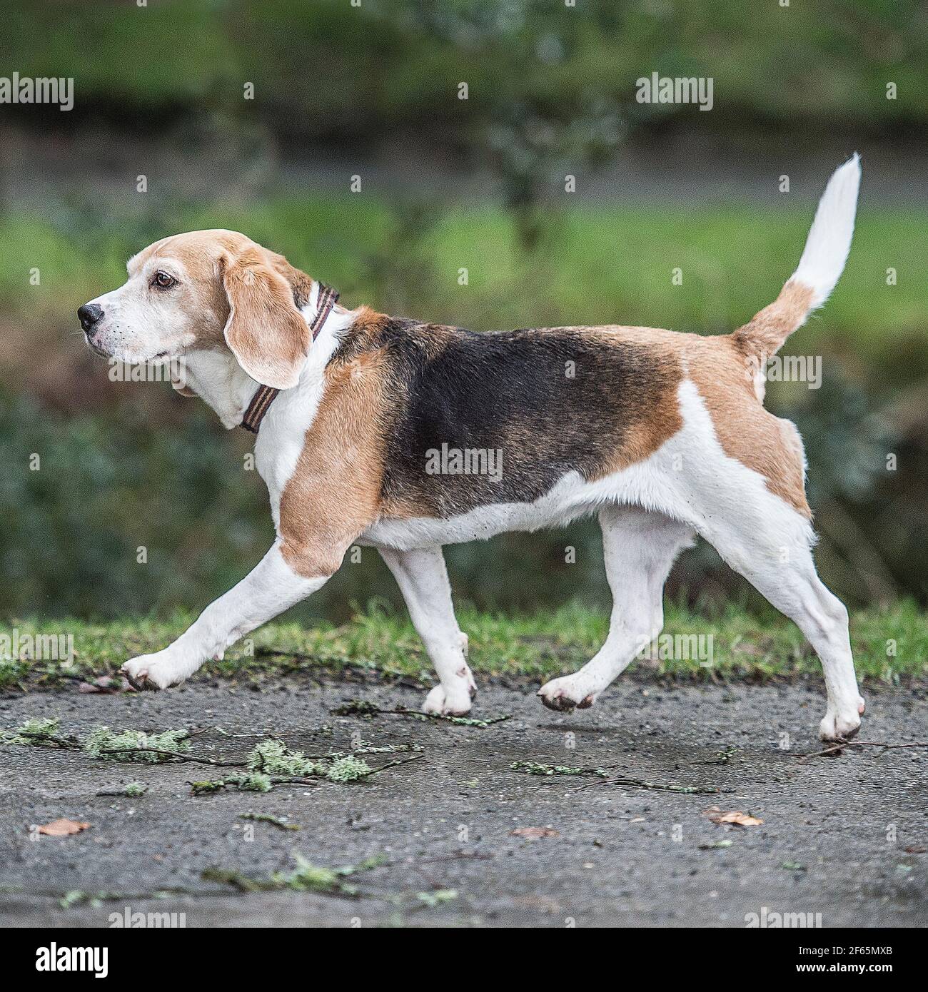 Side view beagle head hi-res stock photography and images - Alamy