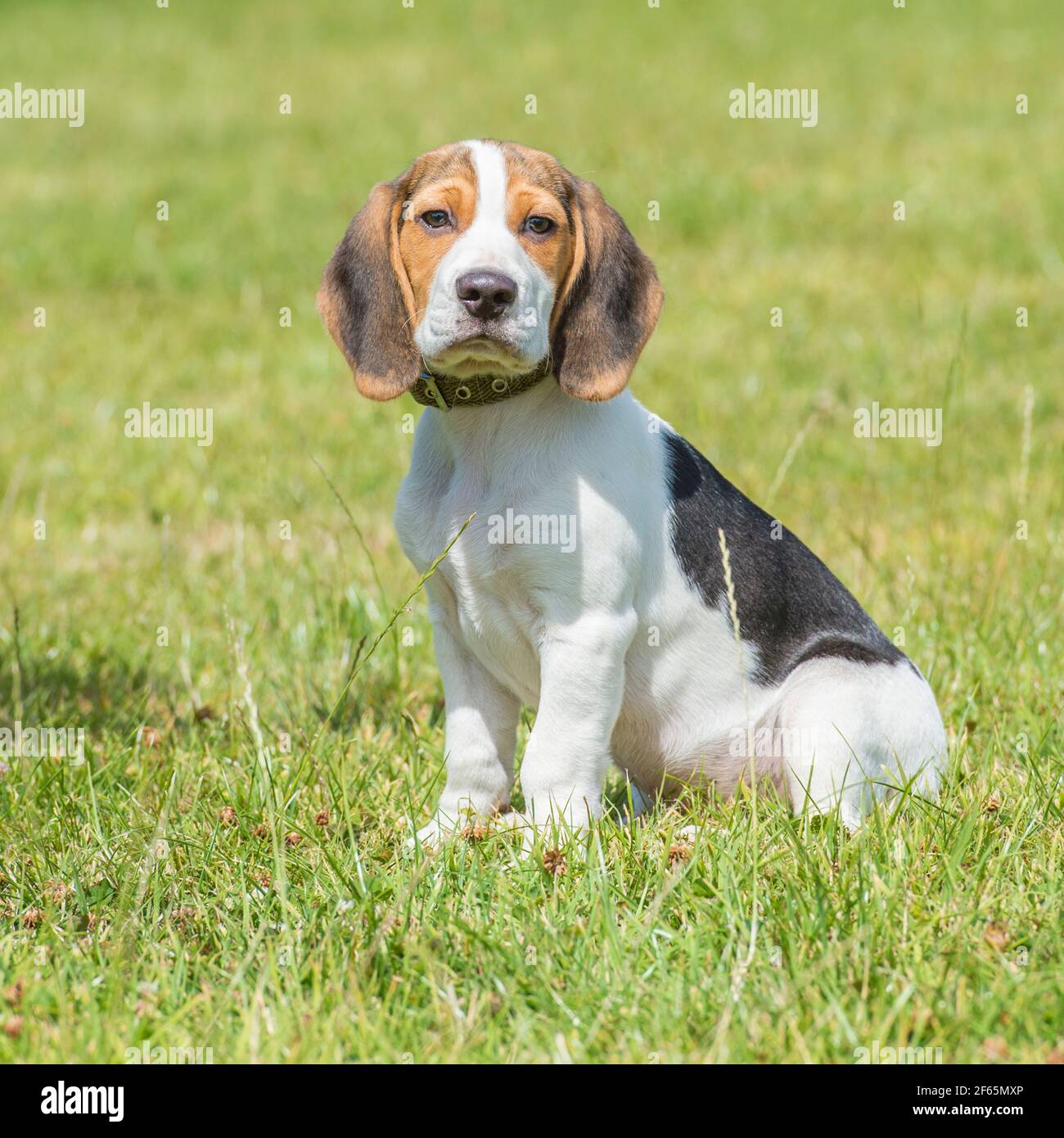 Beagle sitting in grass hi-res stock photography and images - Alamy