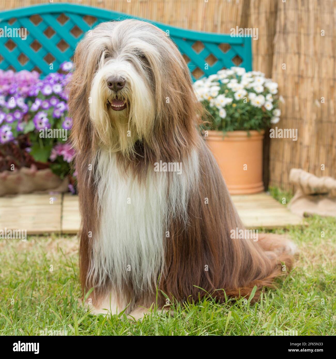 Bearded collie side hi-res stock photography and images - Alamy
