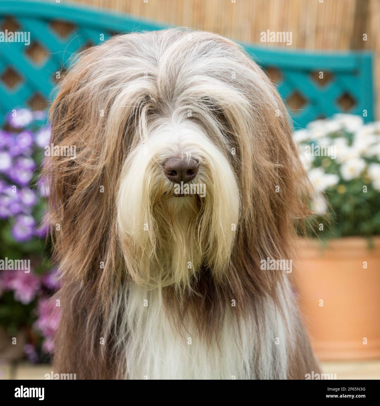 bearded Collie dog Stock Photo - Alamy