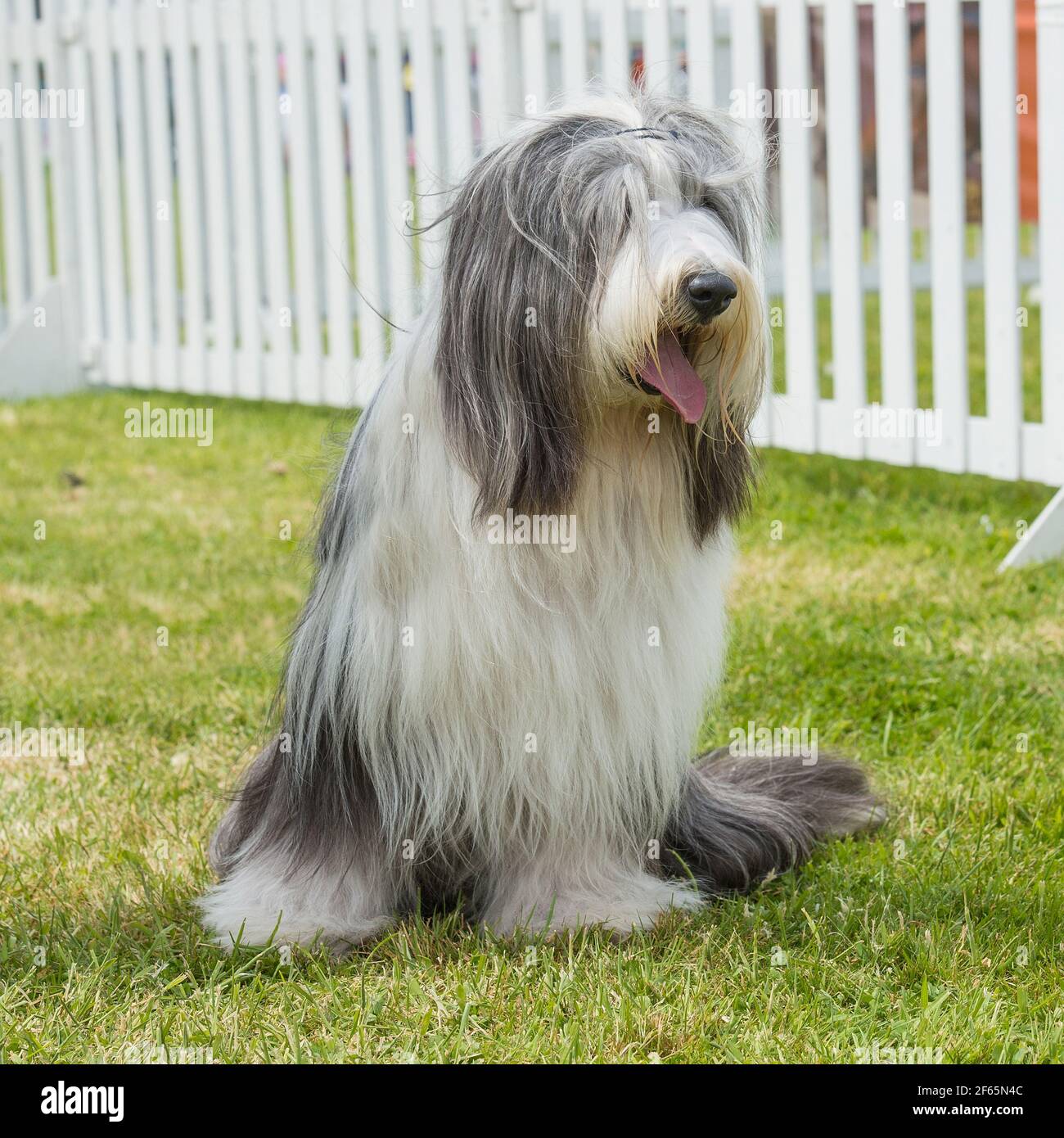 Bearded dog hi-res stock photography and images - Alamy