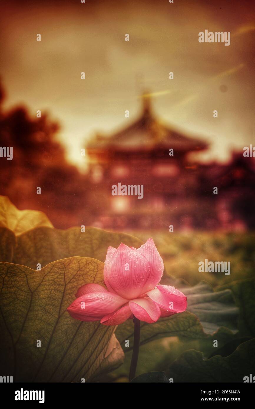 Japanese scenery hi-res stock photography and images - Alamy