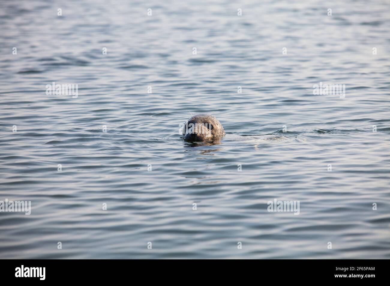 Grey seal halichoerus grypus in the water at the beach hi-res stock ...