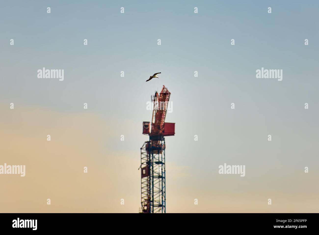 lone bird flies in the sky against the background of construction crane ...