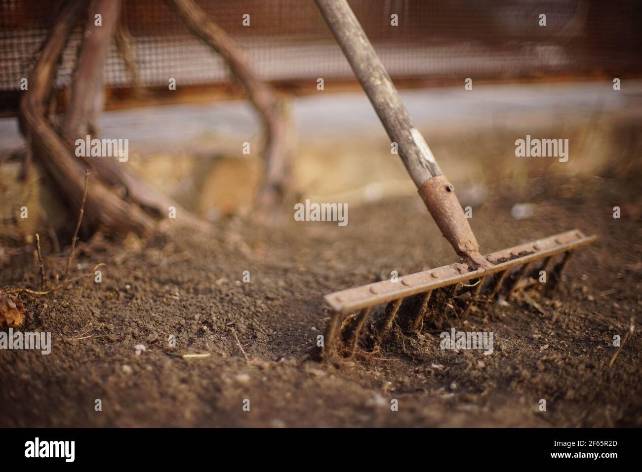 old rusty rake tool stands in the garden on the ground Stock Photo - Alamy