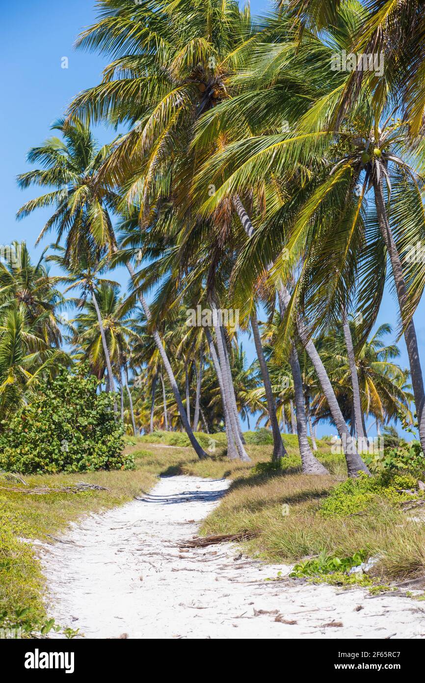 Dominican Republic, Punta Cana, Palm trees behind beach at Playa Cabeza ...