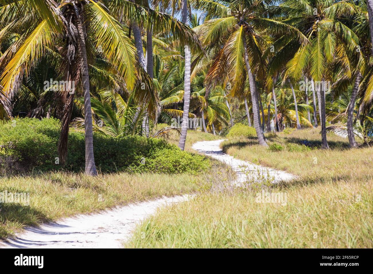 Dominican Republic, Punta Cana, Palm trees behind beach at Playa Cabeza ...