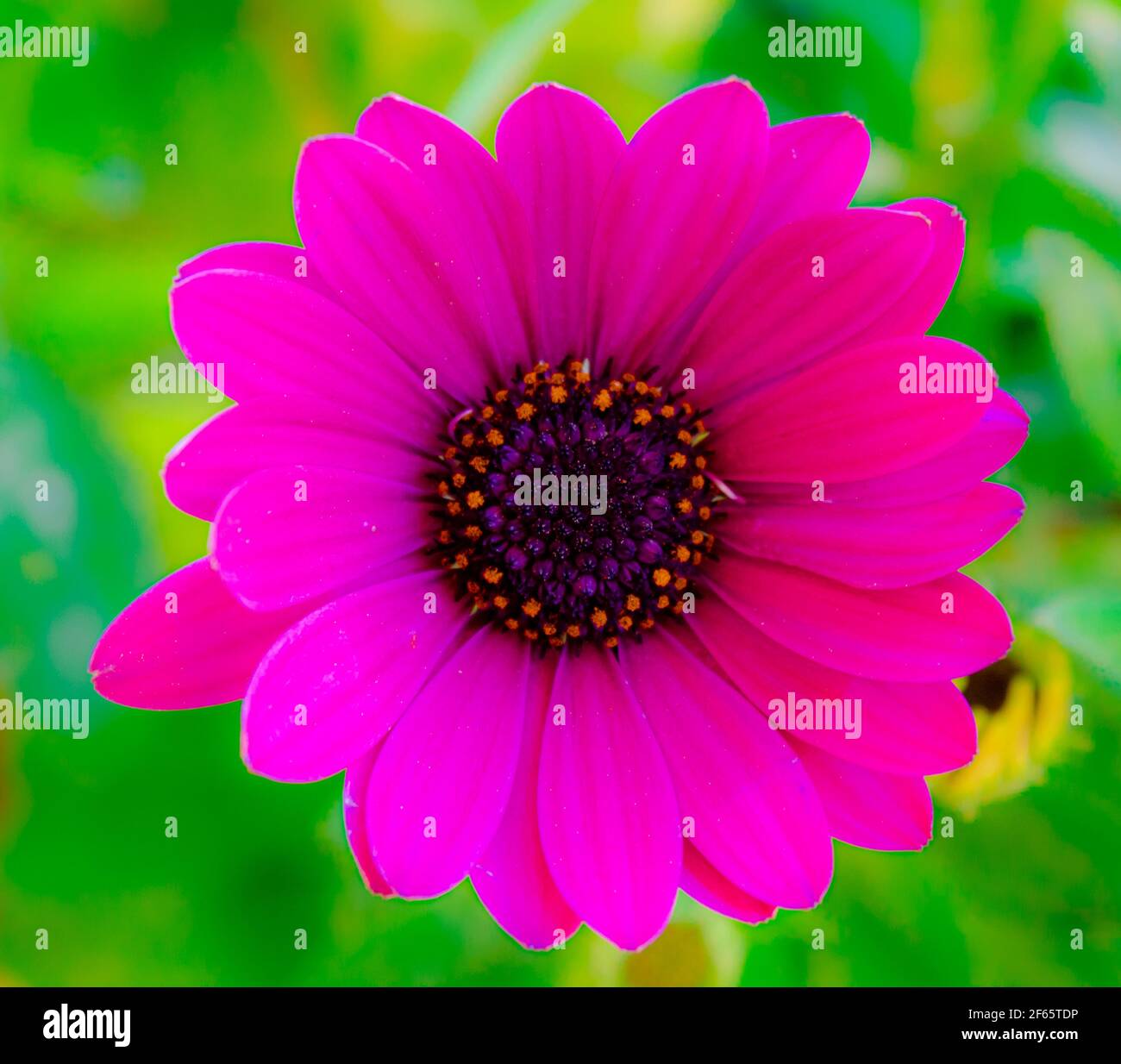 A Purple Daisy Stock Photo - Alamy