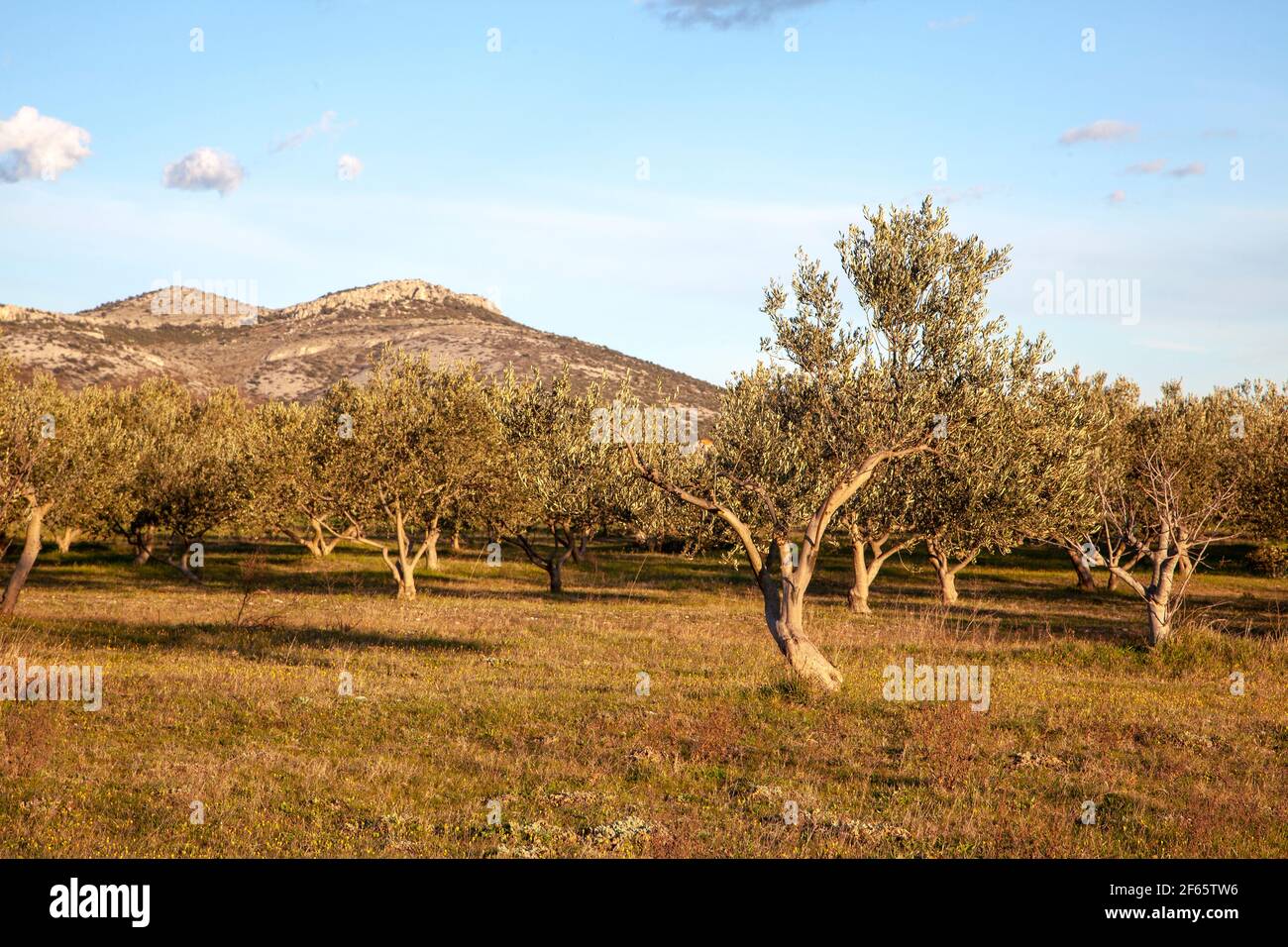 Olive young trees plantation hi-res stock photography and images - Alamy