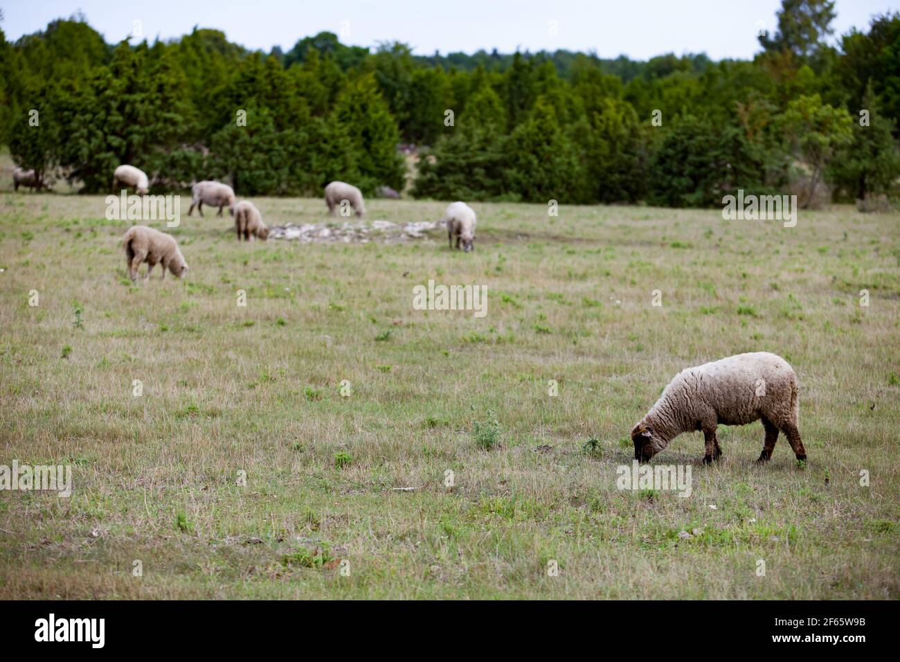 Estonian farm hi-res stock photography and images - Alamy