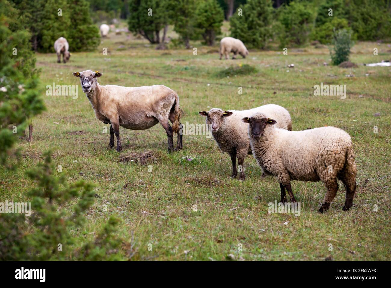 With flock hair hi-res stock photography and images - Alamy
