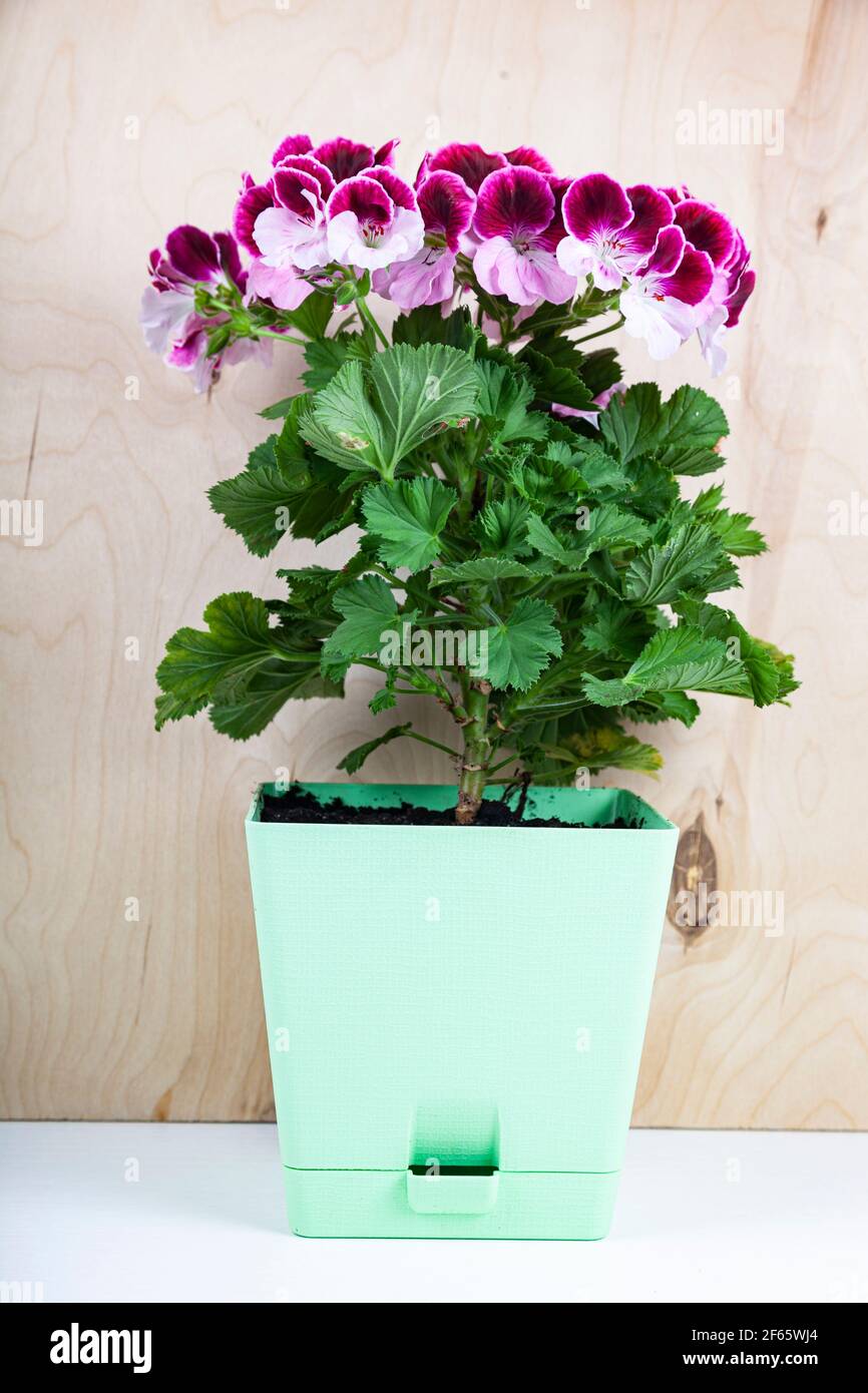 Geraniums in pots hi-res stock photography and images - Alamy