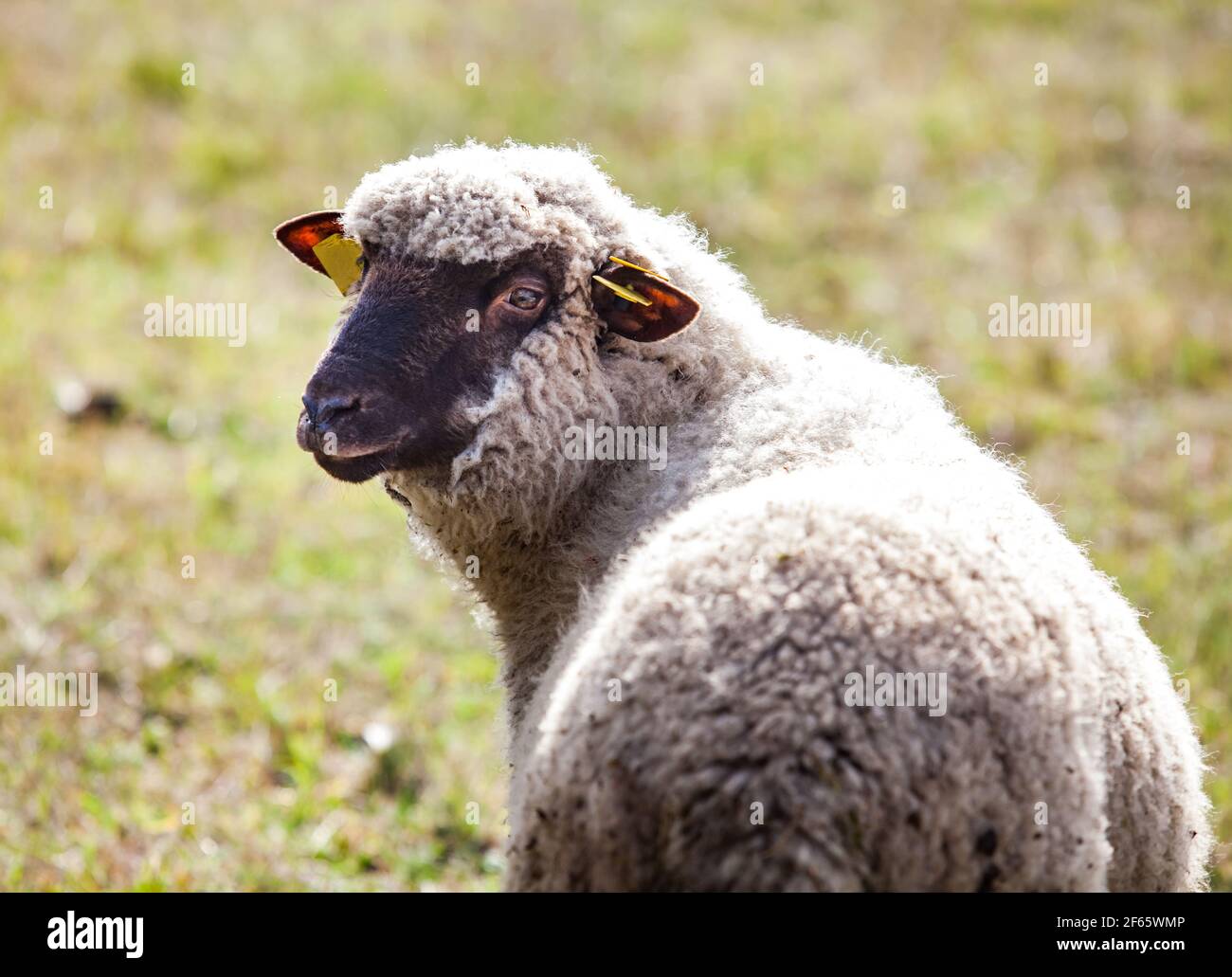 Sheep lamb with tail hi-res stock photography and images - Alamy