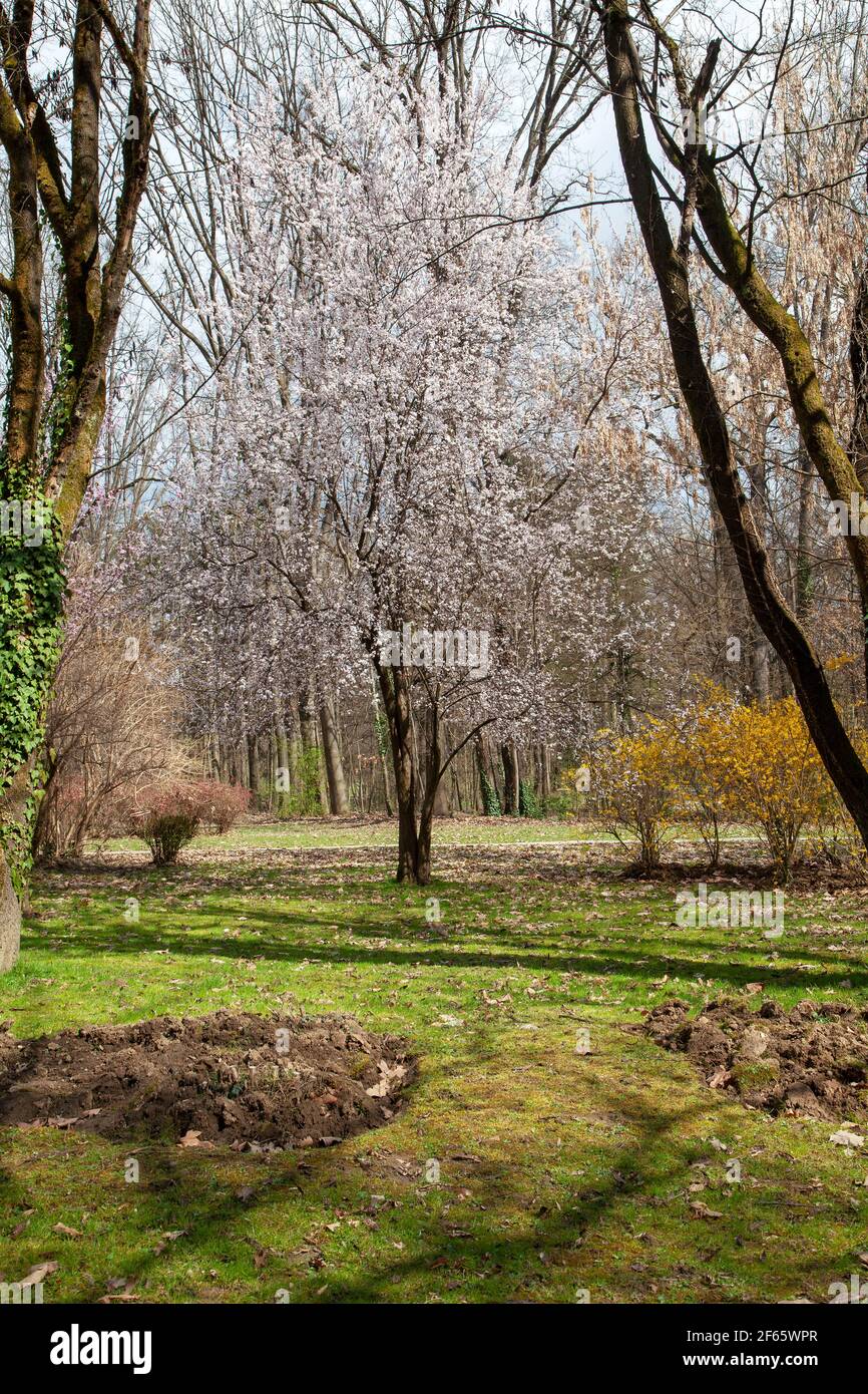 Trees in the park Stock Photo - Alamy