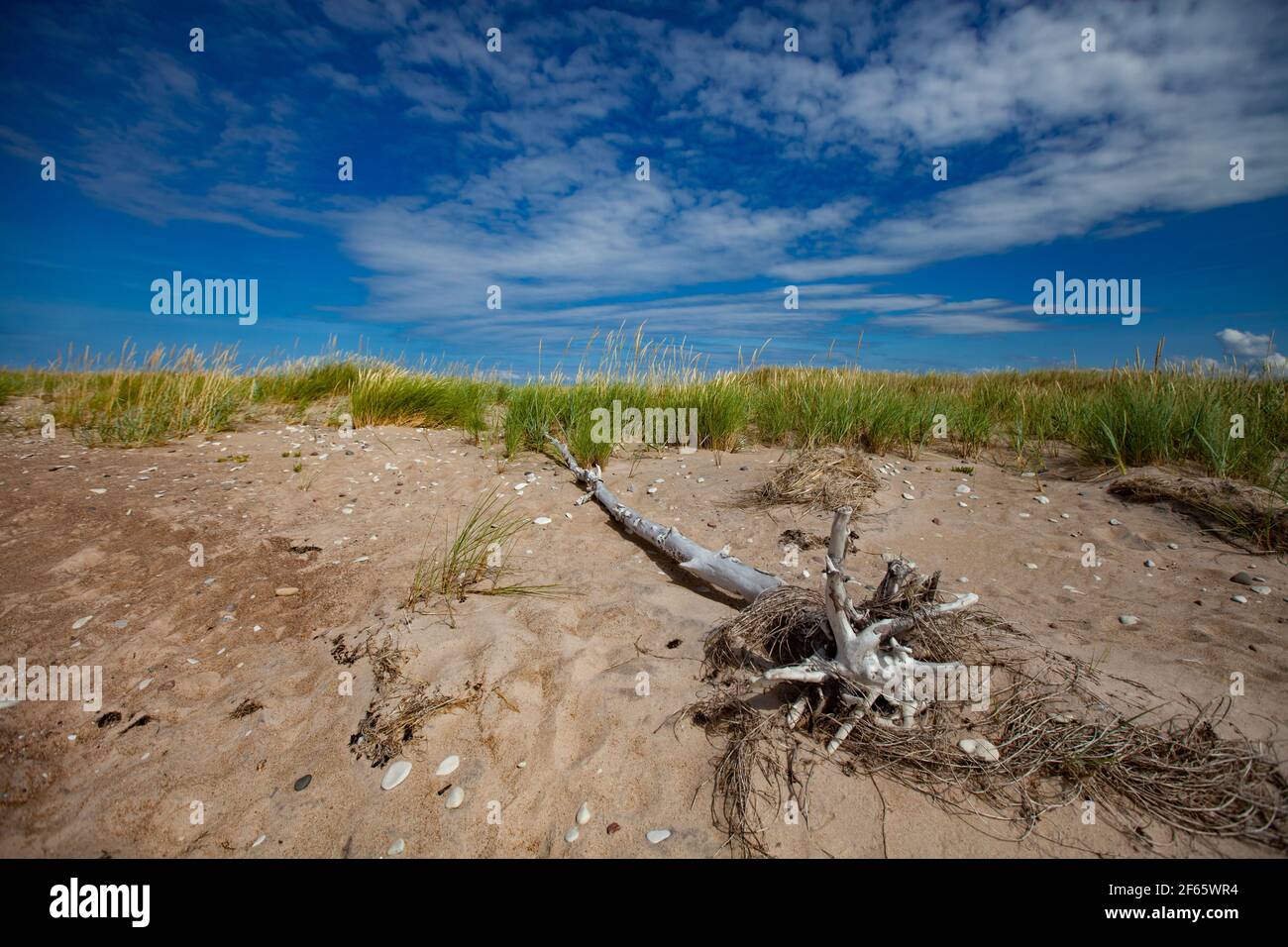 One small tree on skyline hi-res stock photography and images - Alamy