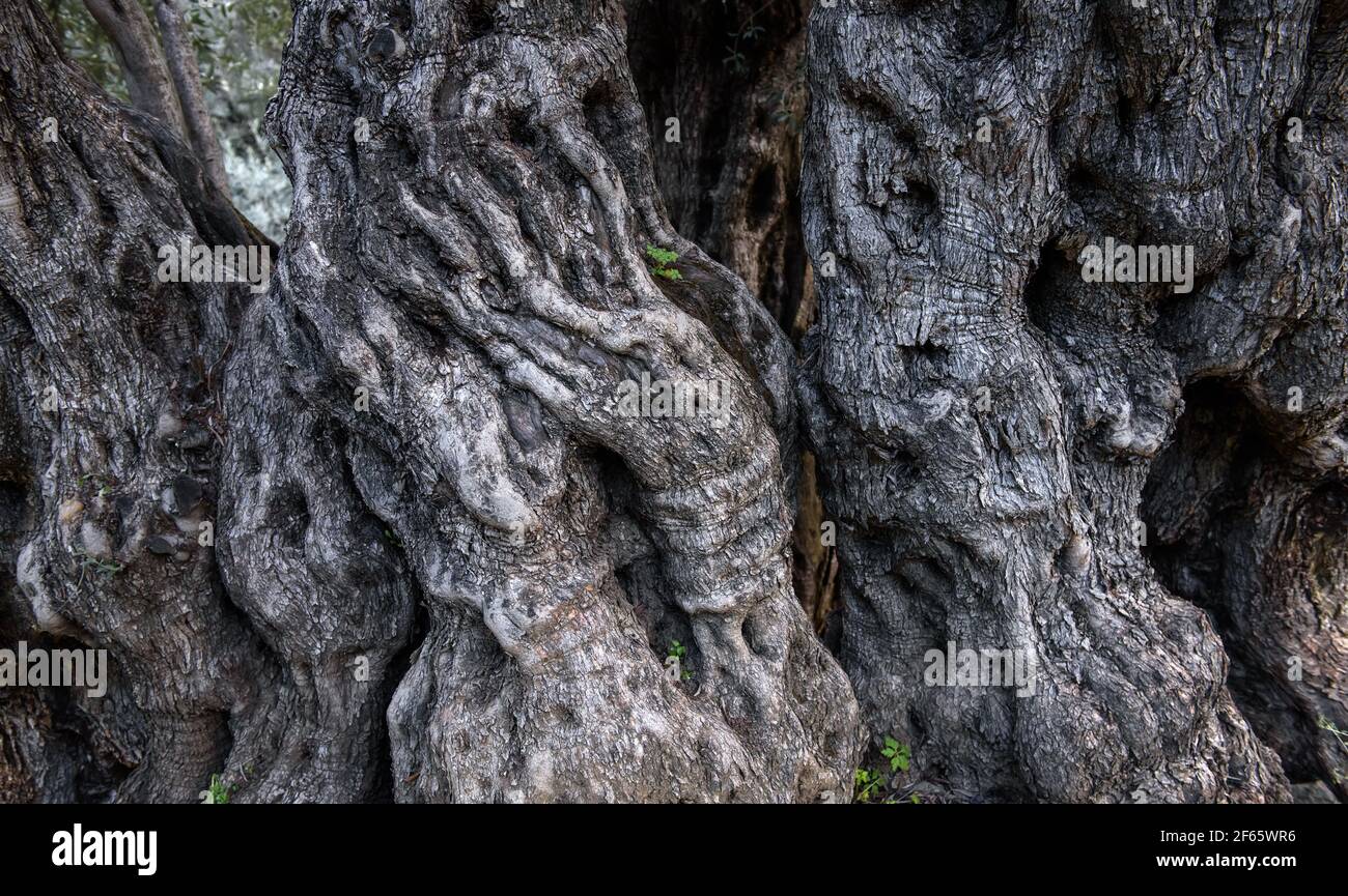 Spooky tree bark hi-res stock photography and images - Alamy