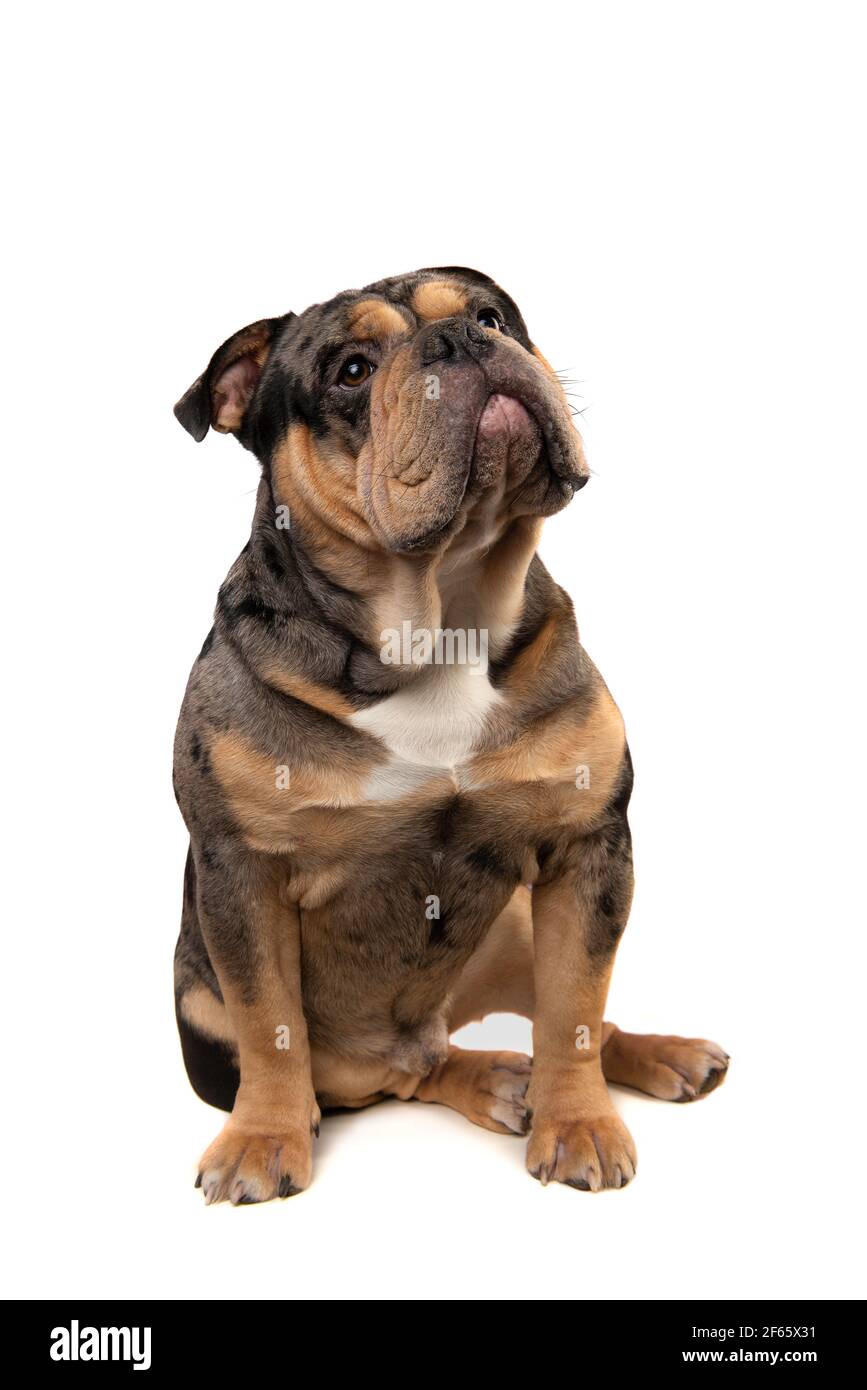 Old english bulldog dog sitting and looking up isolated on a white ...