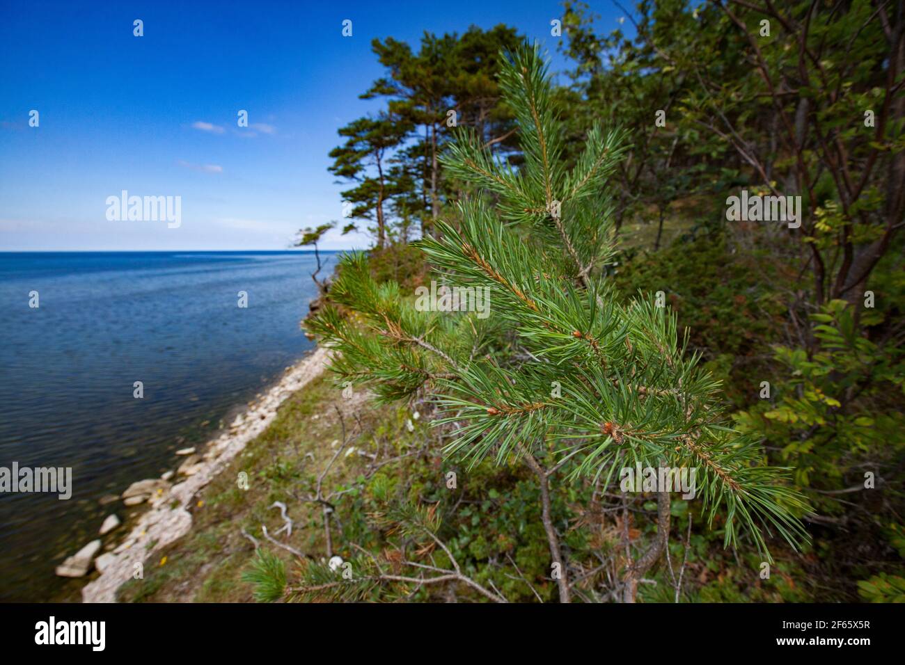 Shore pine tree hi-res stock photography and images - Alamy