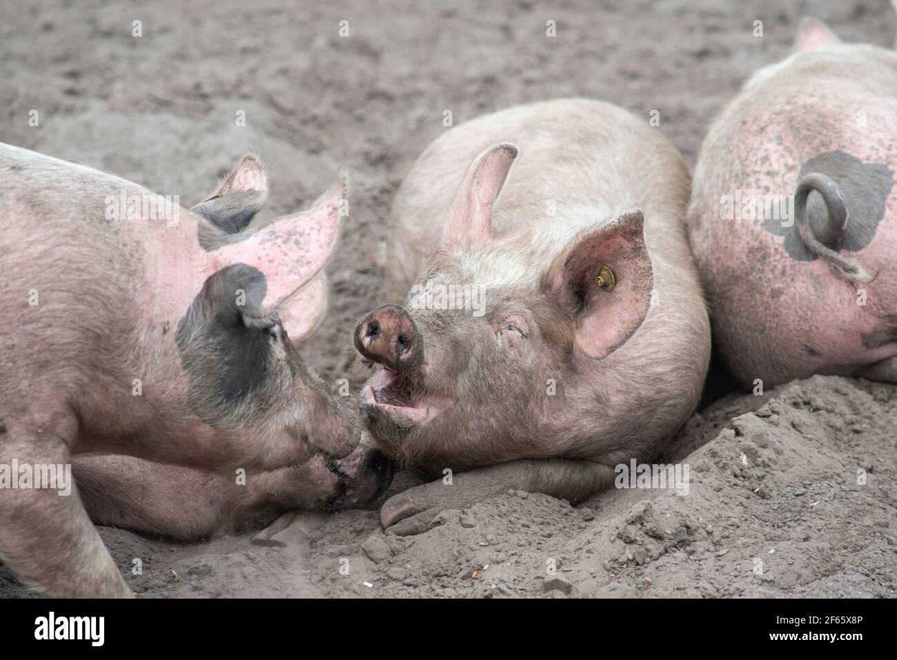 Three free range pig lying in the sand enjoying themselves Stock Photo ...