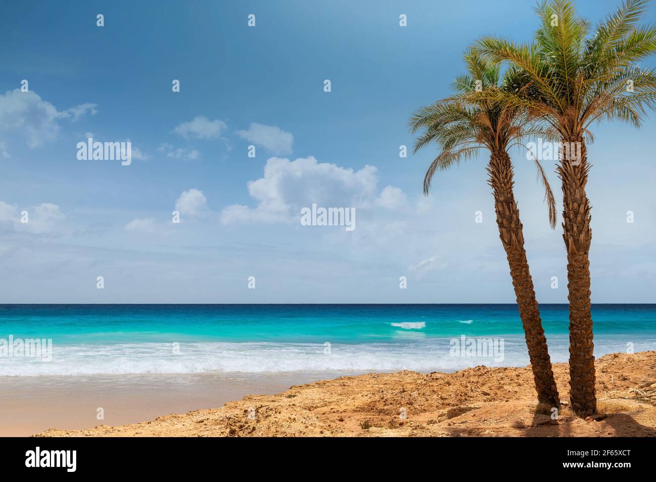 Hawaii resort sea palm tree hi-res stock photography and images - Alamy