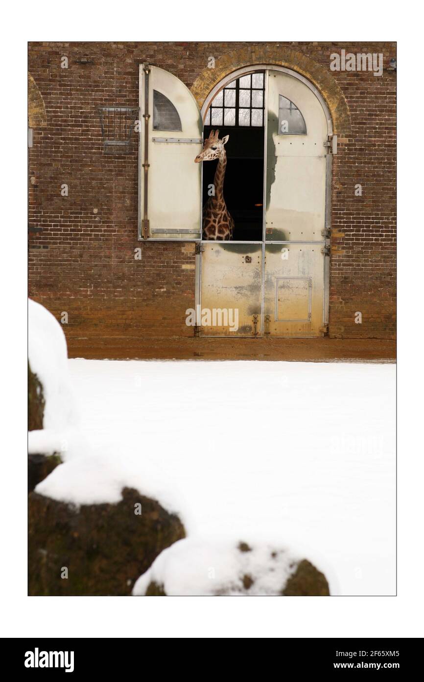 Animals in the snow at London Zoophotograph by David Sandison The ...