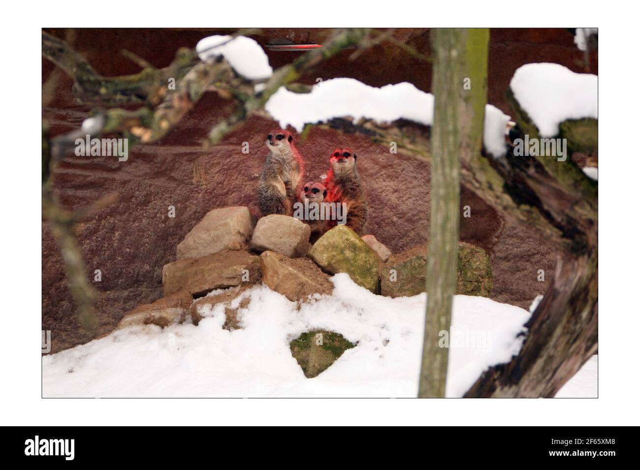 Animals in the snow at London Zoophotograph by David Sandison The ...