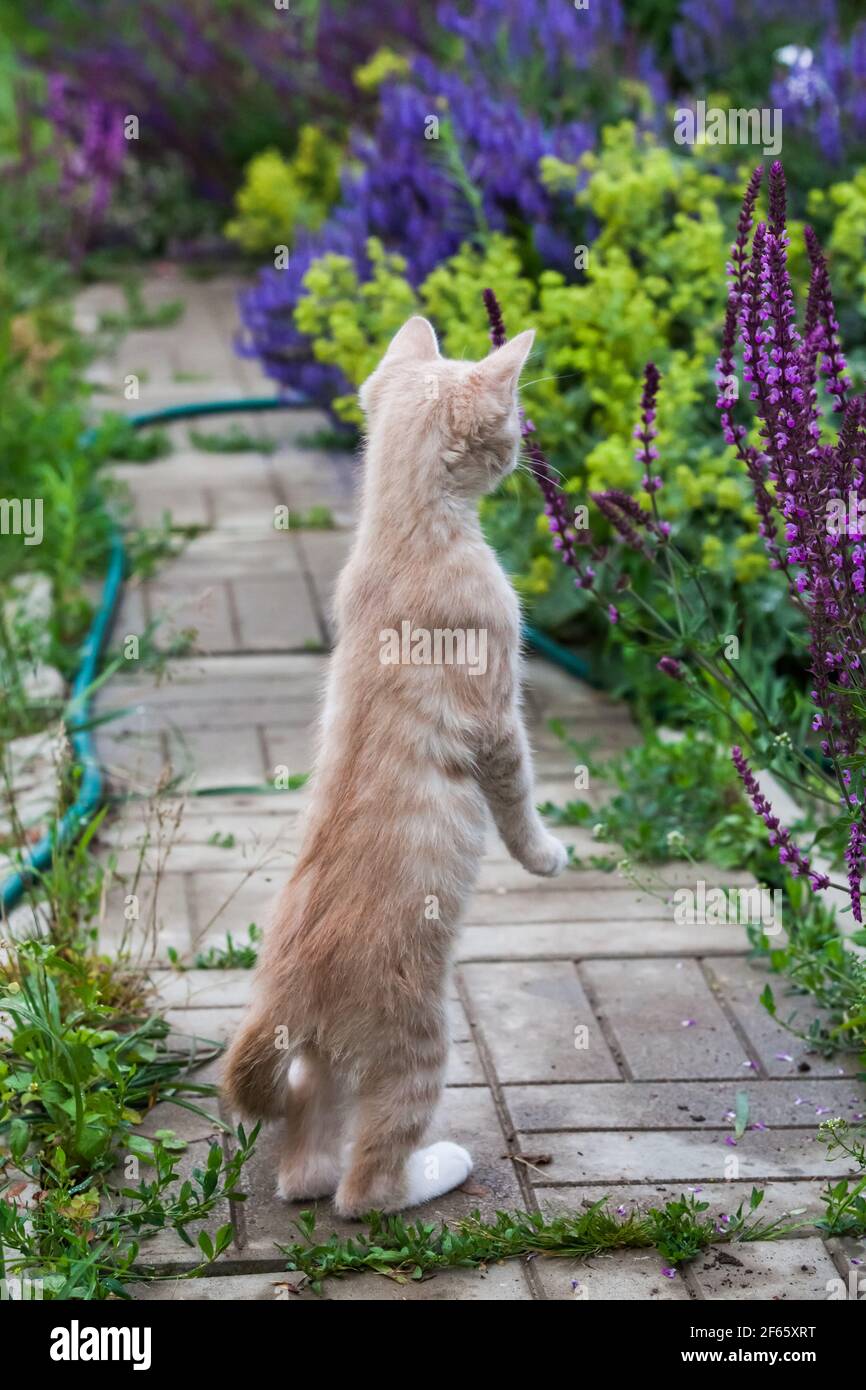 Amazing ginger cat stand in the garden. Summer flowers background Stock ...