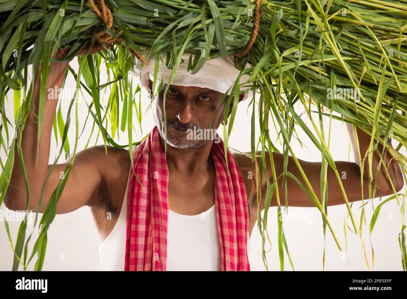 Indian Farmer Carrying Bundle of Paddy Crop Stock Photo - Alamy