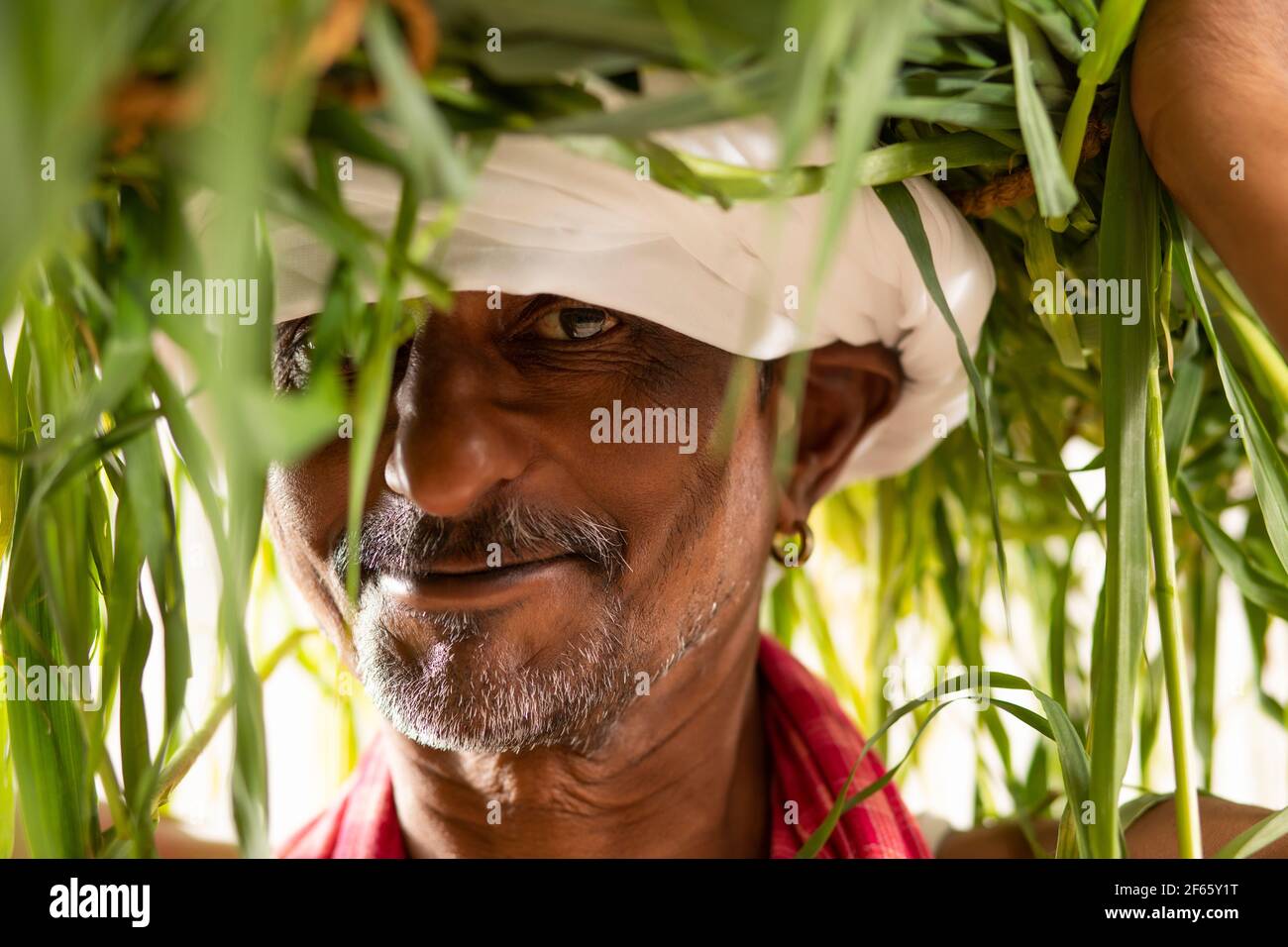 Indian Farmer Carrying Bundle of Paddy Crop Stock Photo - Alamy